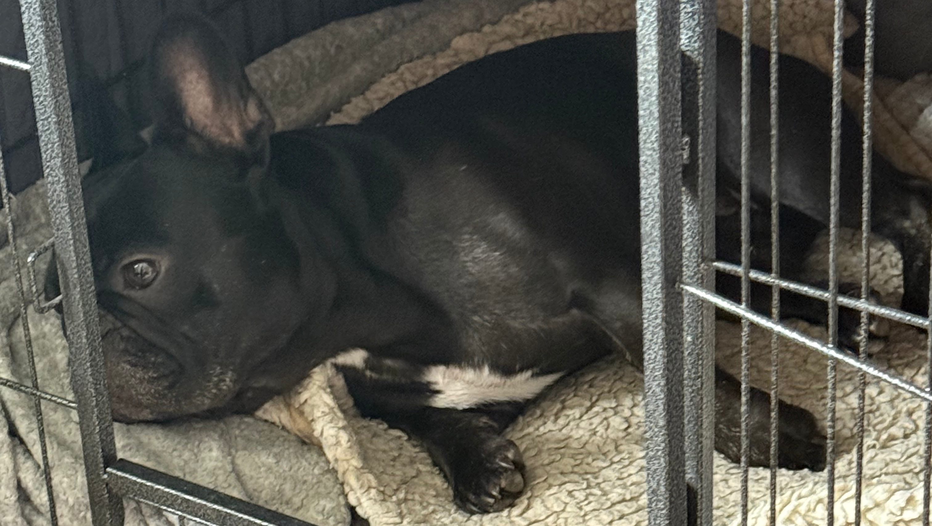 Fundraiser by Sarah McDougal : Help Gracie the Frenchie pay for spinal ...