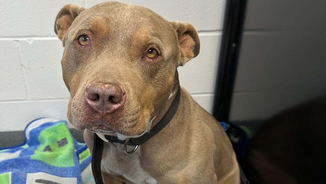 Fundraiser by Shelley Milburn : Help Hero Walk Again: Urgent MRI Needed