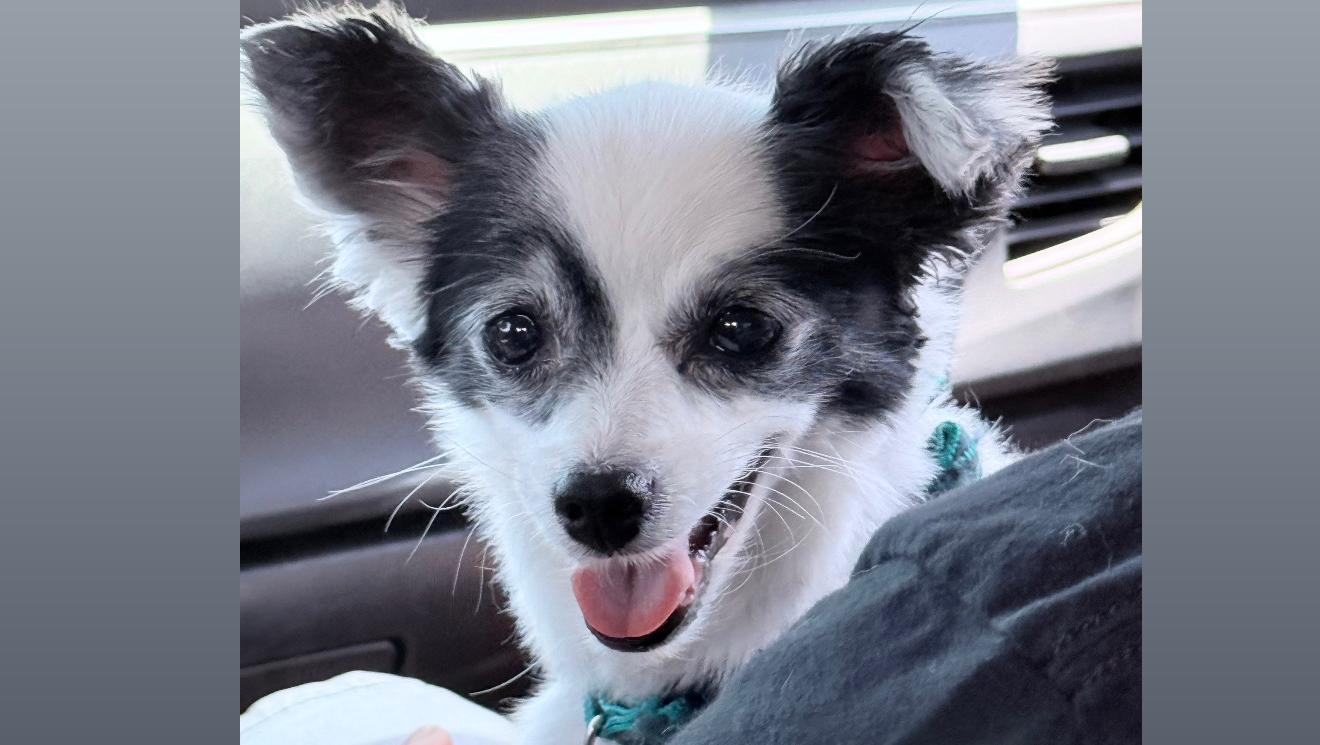 Fundraiser by Melody Gomez : Support Fluffy's Tumor and Hernia Surgery