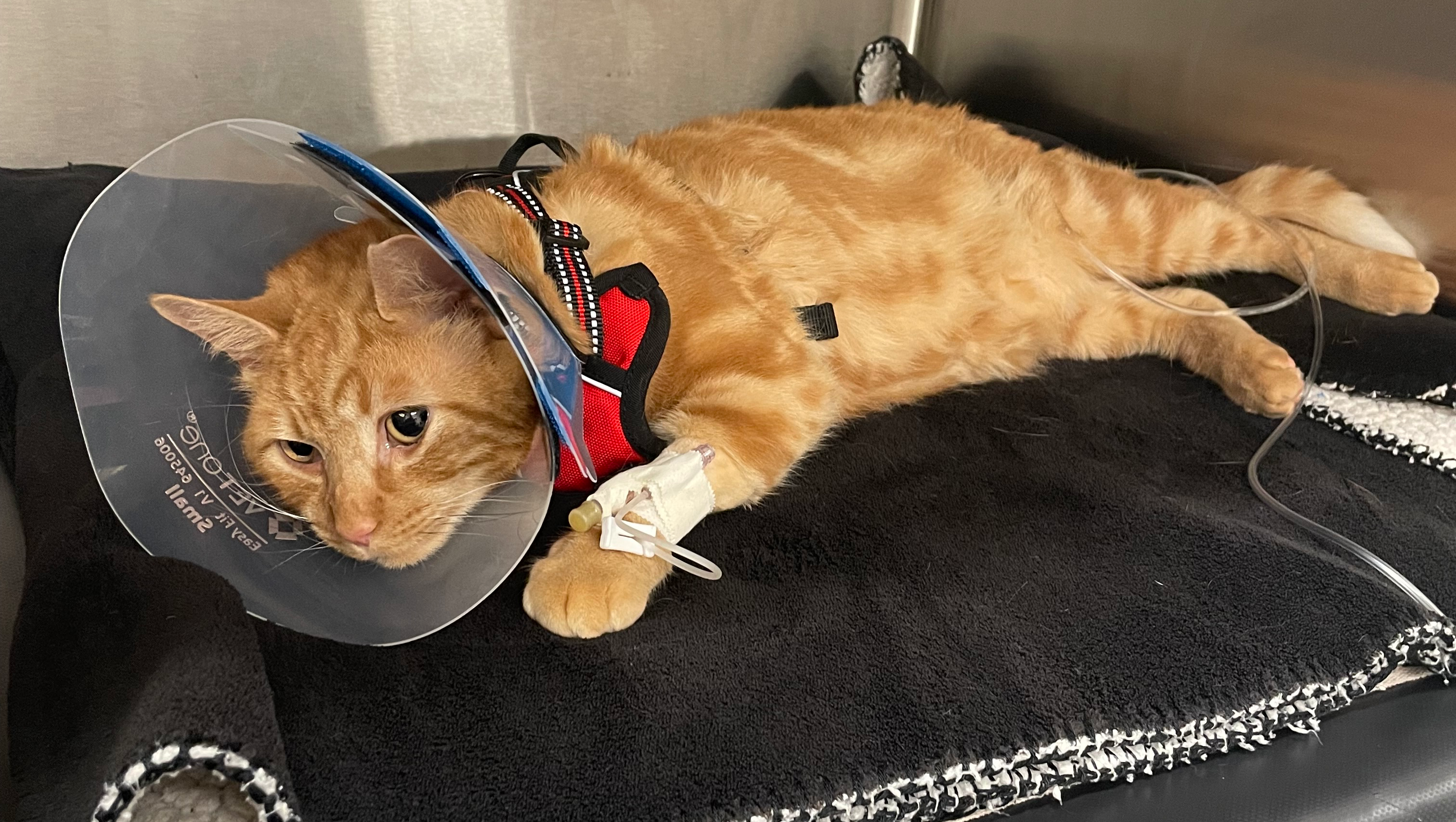 Fundraiser for Sara Salisbury by Preston Macready : Support Squiggles ...