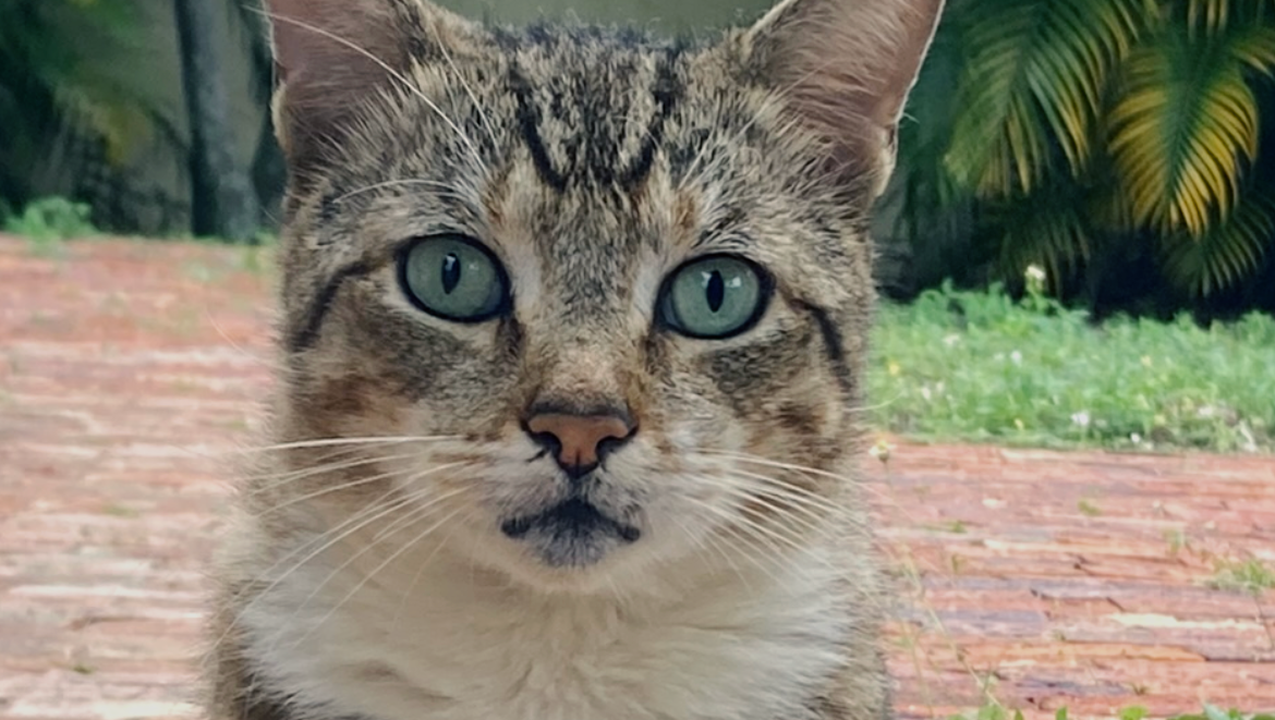 Fundraiser by Amy Nicole : Feral Cat Medical Emergencies Fundraiser