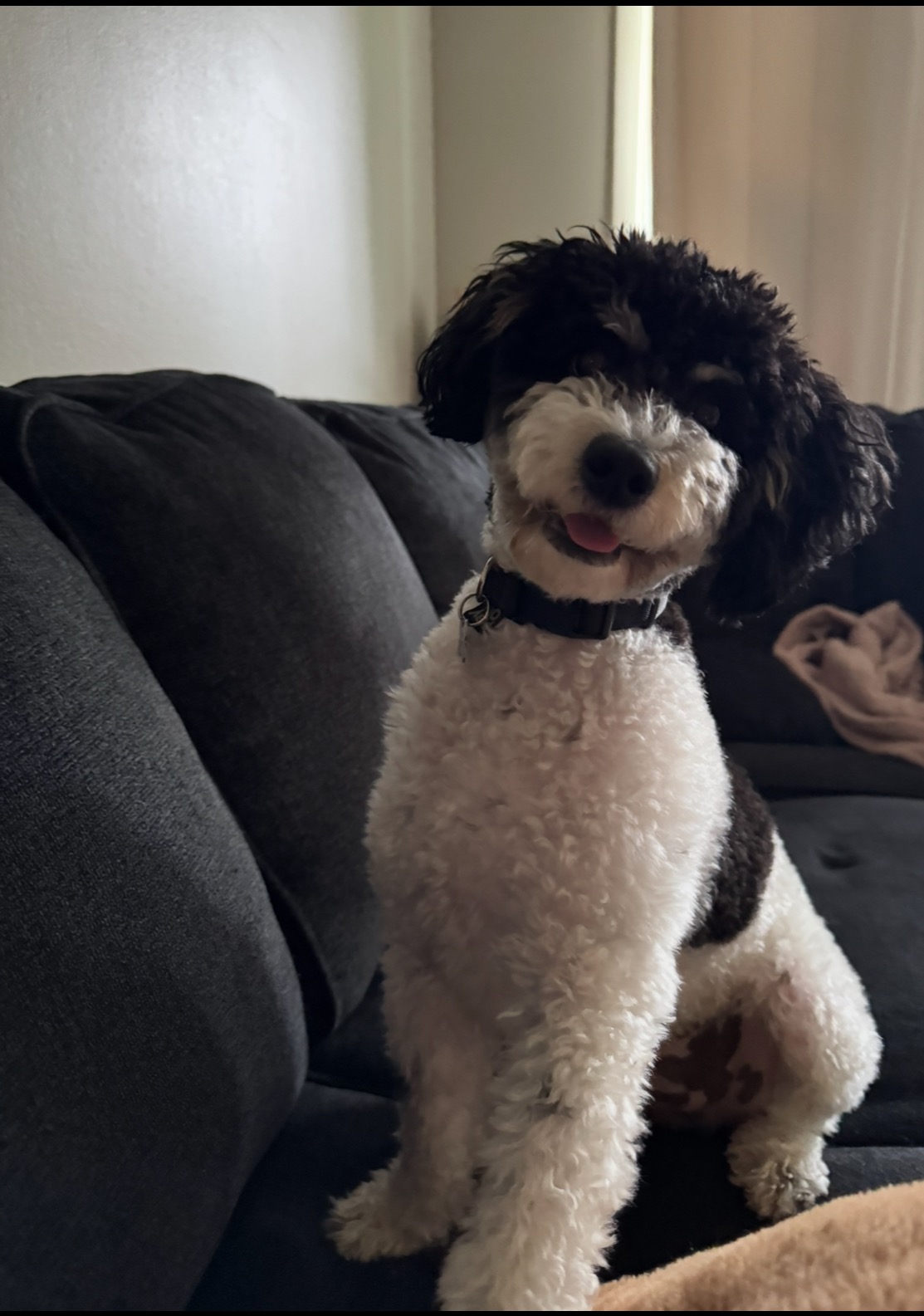 Fundraiser by Alysha Hanley : Help Oliver Heal After His Injury