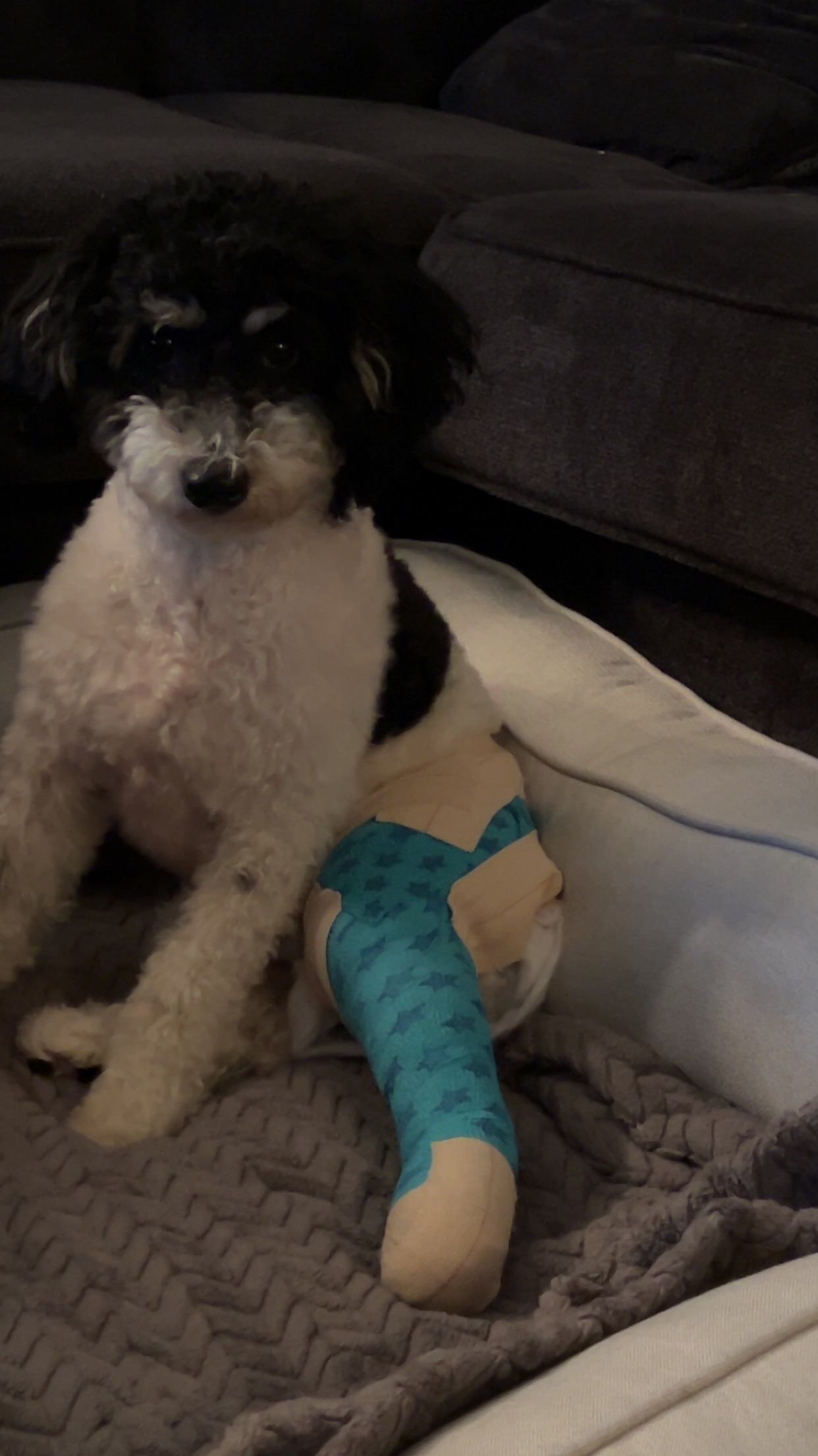 Fundraiser by Alysha Hanley : Help Oliver Heal After His Injury