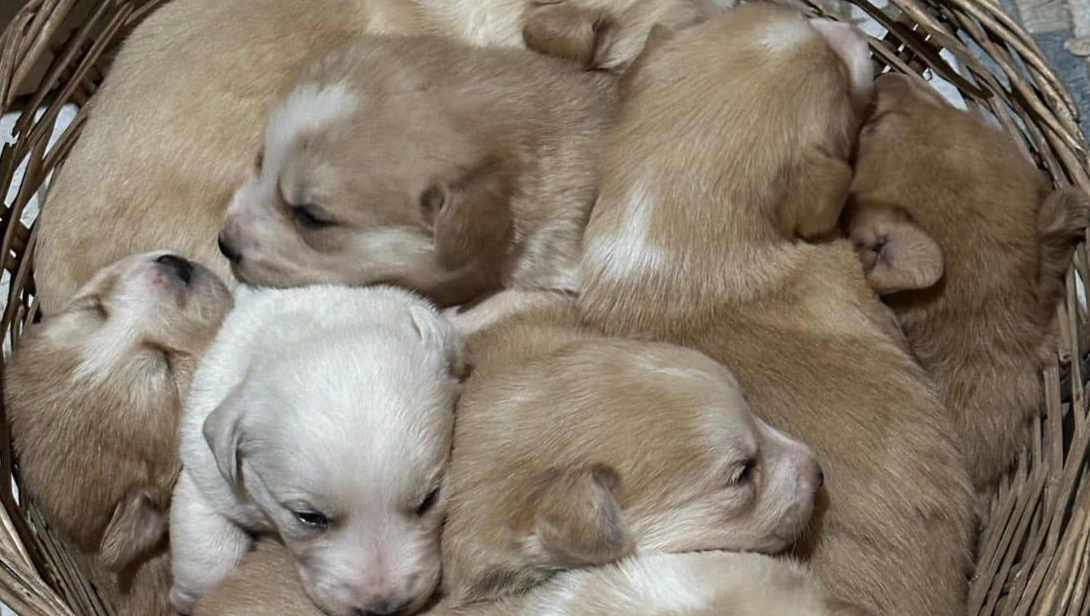 Fundraiser by Jessica Holmes : Help Us Save This Golden Family From a ...