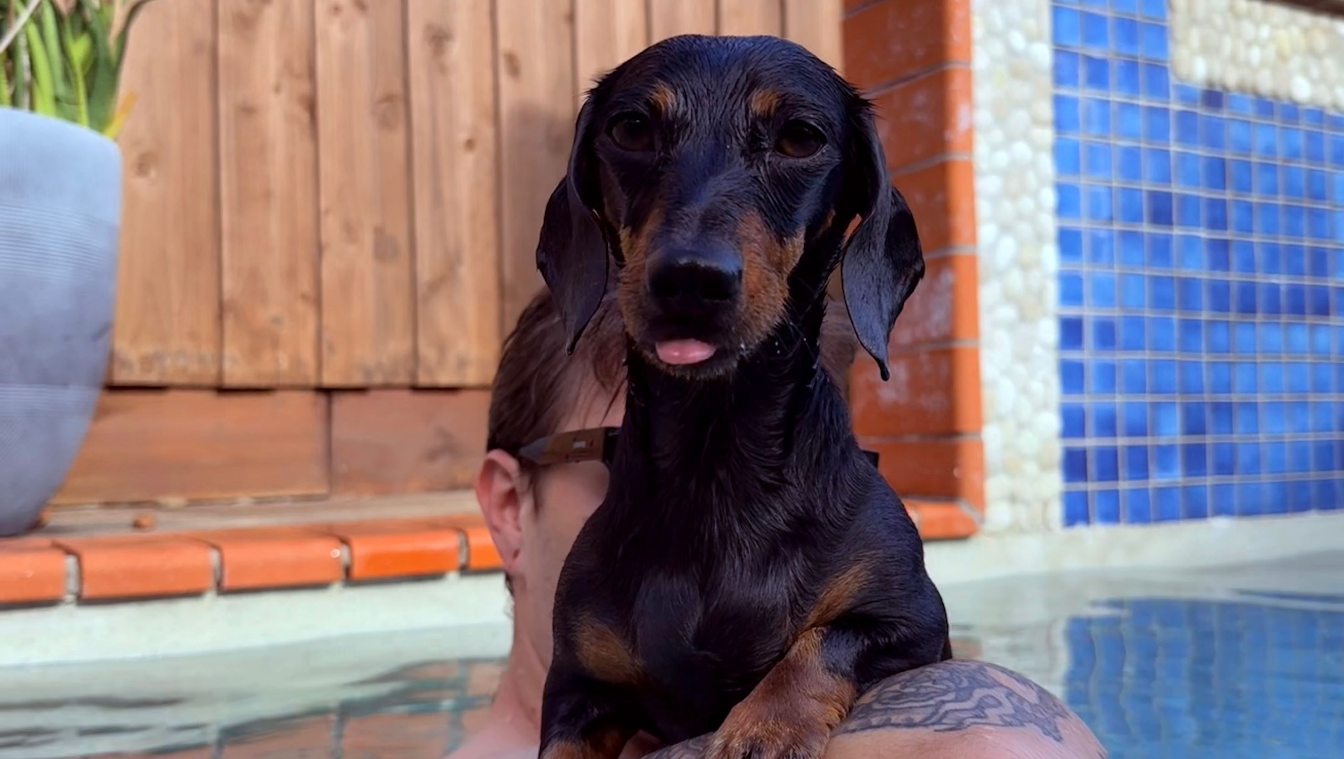 Fundraiser by Nick Morse : Harpers IVDD Surgery