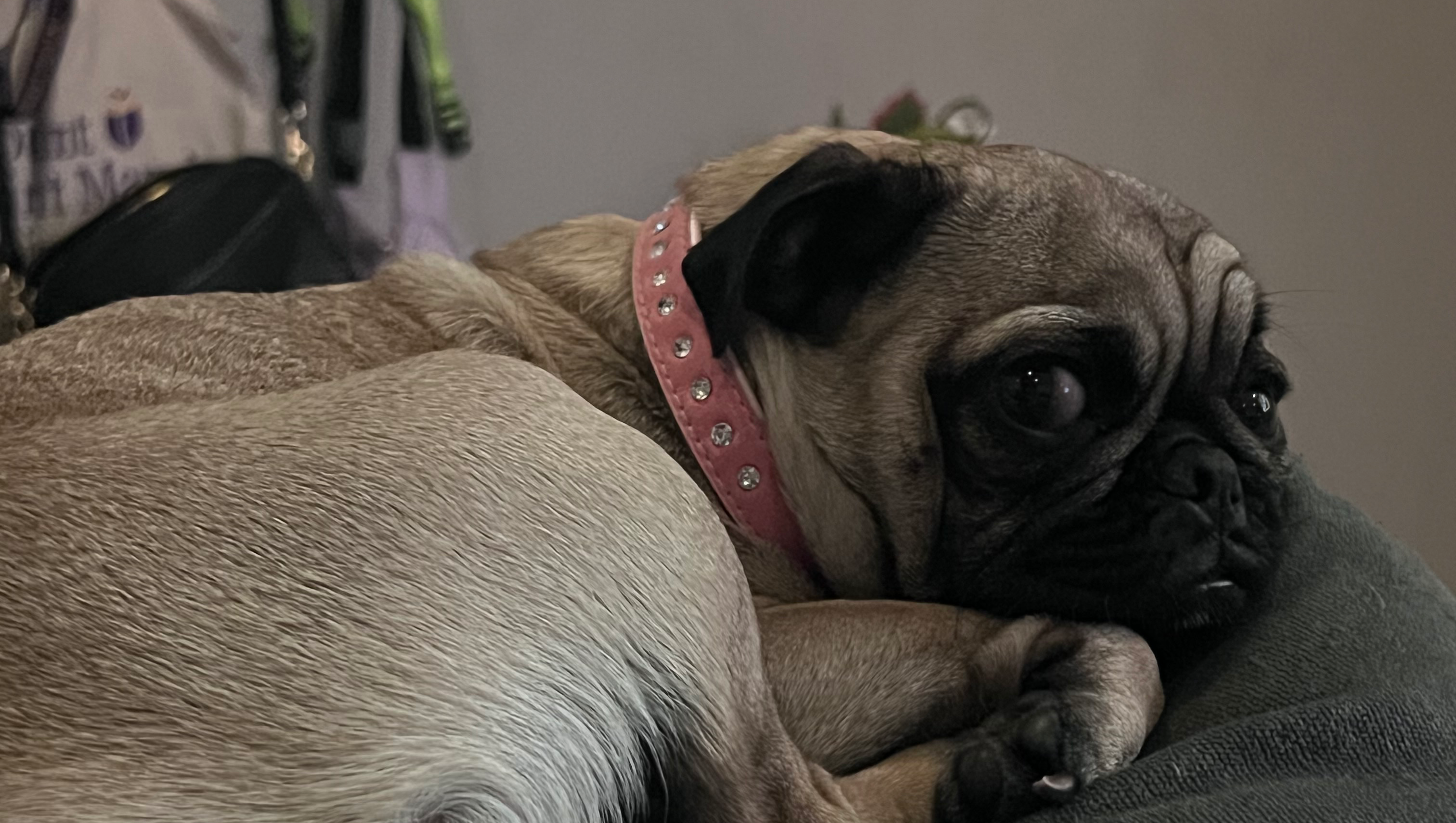 Fundraiser for Jennifer Tobon by Kai Adams : Support Chloe's Fight Against Portosystemic Shunts