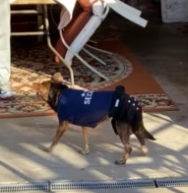 Fundraiser by Katrina Jones : Give Lucy a Chance to Live Tumor-Free