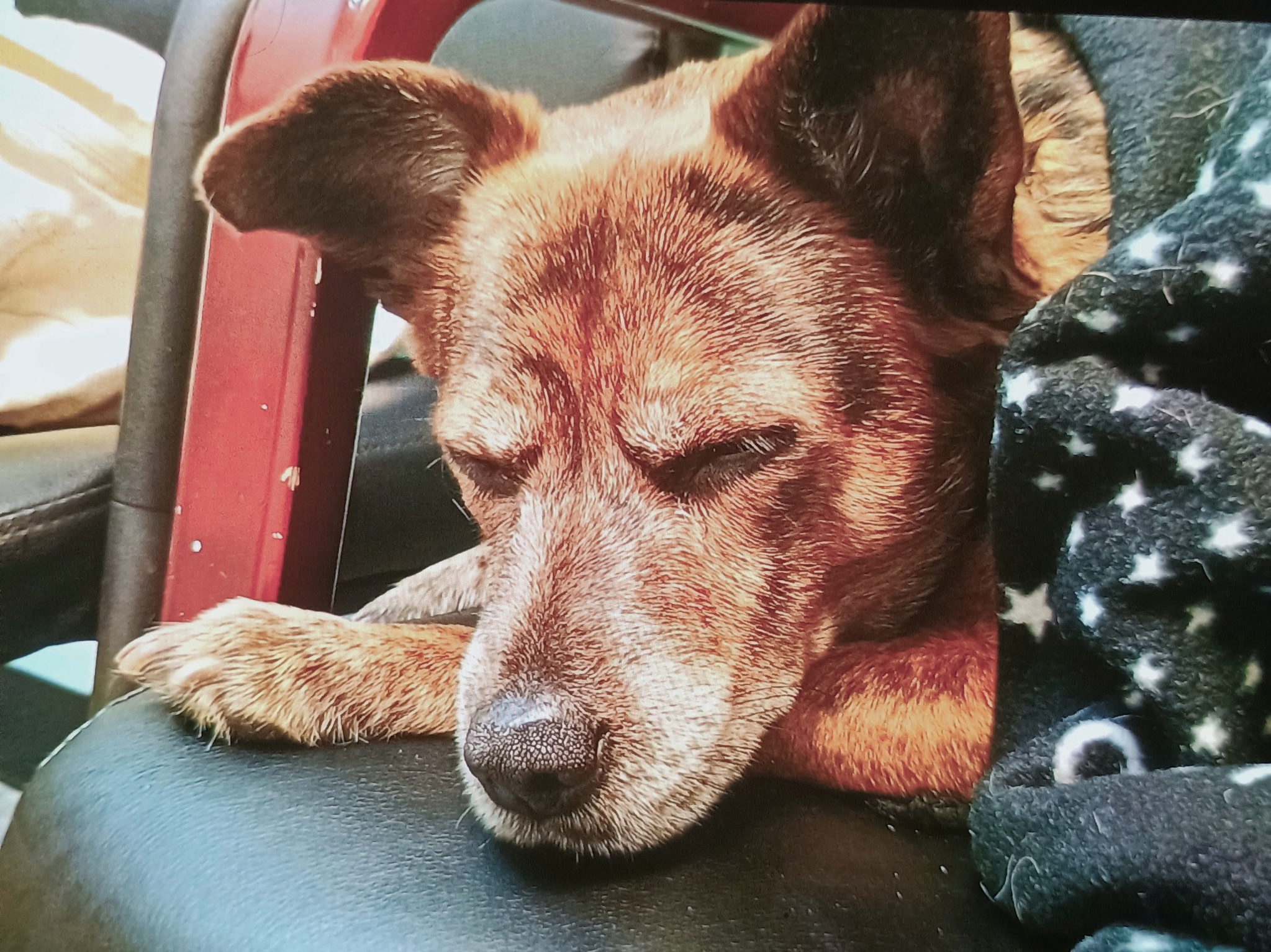 Fundraiser by Katrina Jones : Give Lucy a Chance to Live Tumor-Free