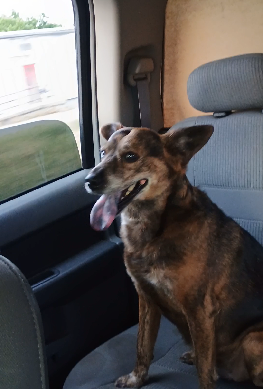 Fundraiser by Katrina Jones : Give Lucy a Chance to Live Tumor-Free