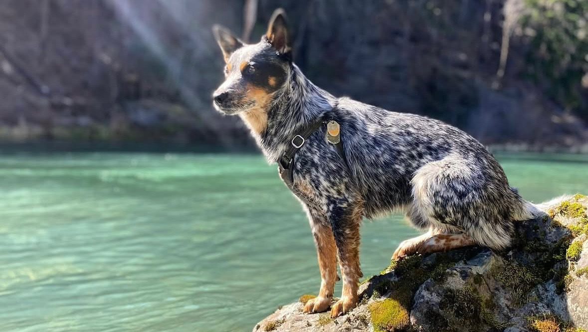 Fundraiser by Rachel Drager-Vick : Wren’s Recovery Fund