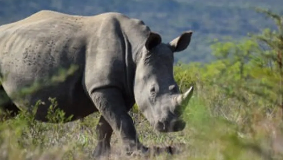 Fundraiser by Zoe Heaton : Laura Heaton - eSwatini True Adventure ...