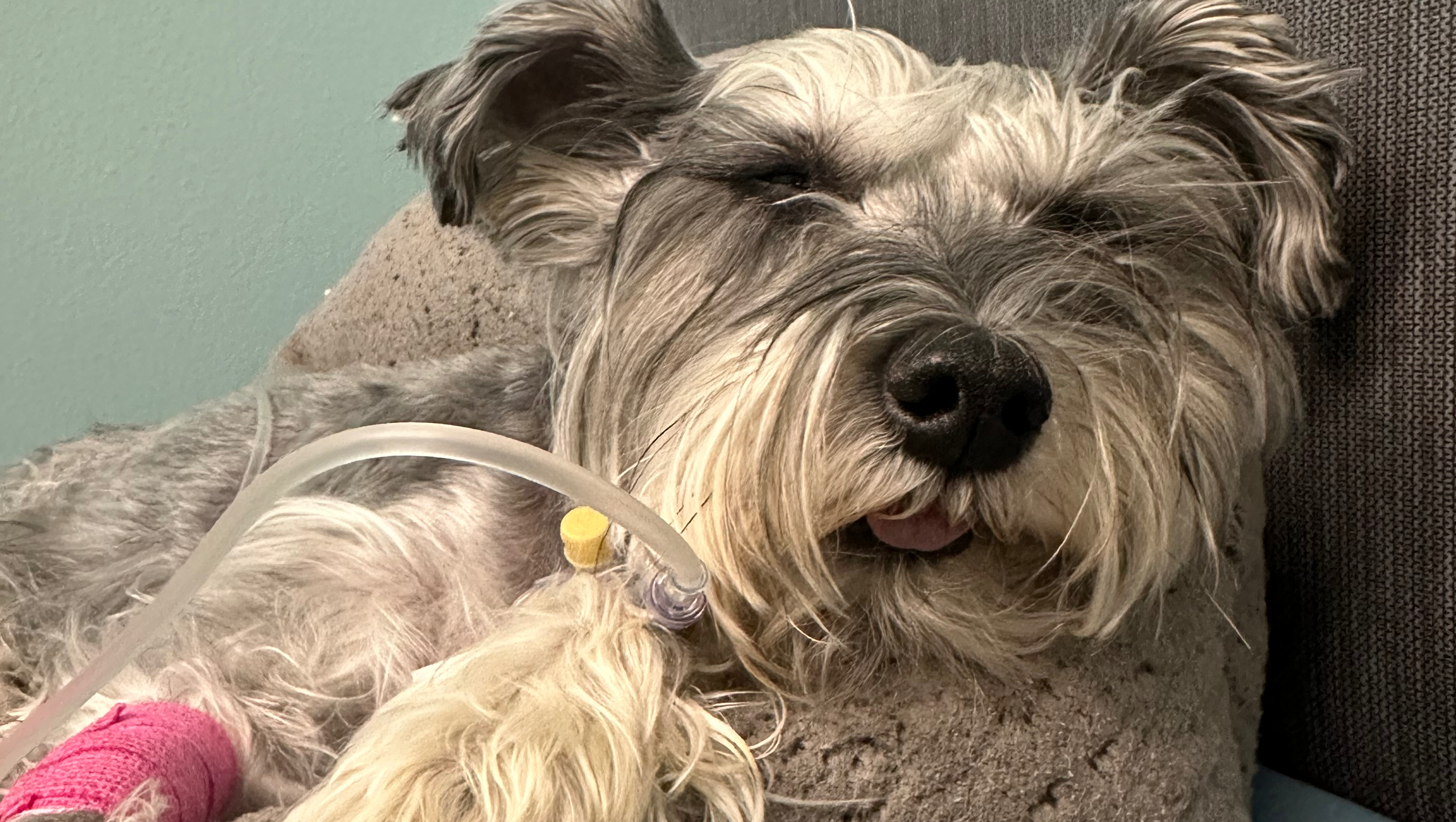 Fundraiser by Erica Marsh : Support Evee's Critical Care and Recovery