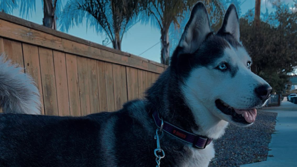 Fundraiser by Bryan Carbajal : Support Maya's Eye Surgery Recovery