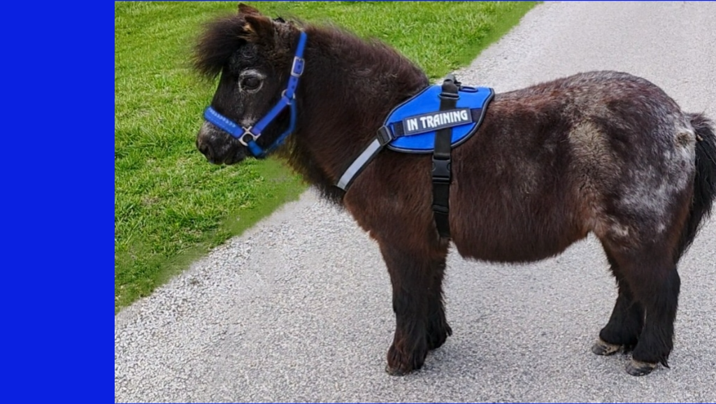 Fundraiser by Holly Fisher : Support Equine Eyes: Miniature Guide Horses for the Blind