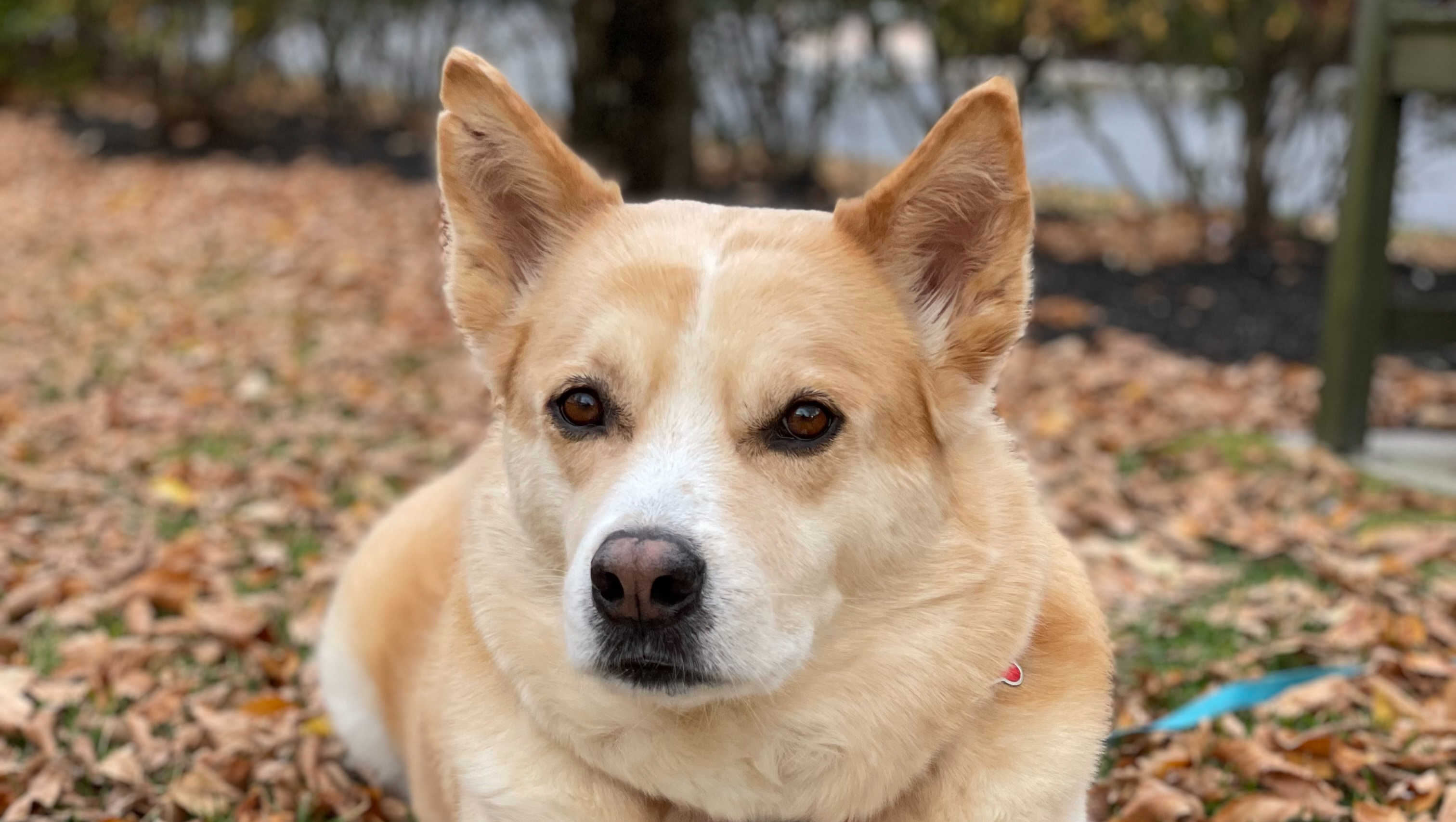Fundraiser by Pam Gormley : Support Hachi's Surgery and Recovery