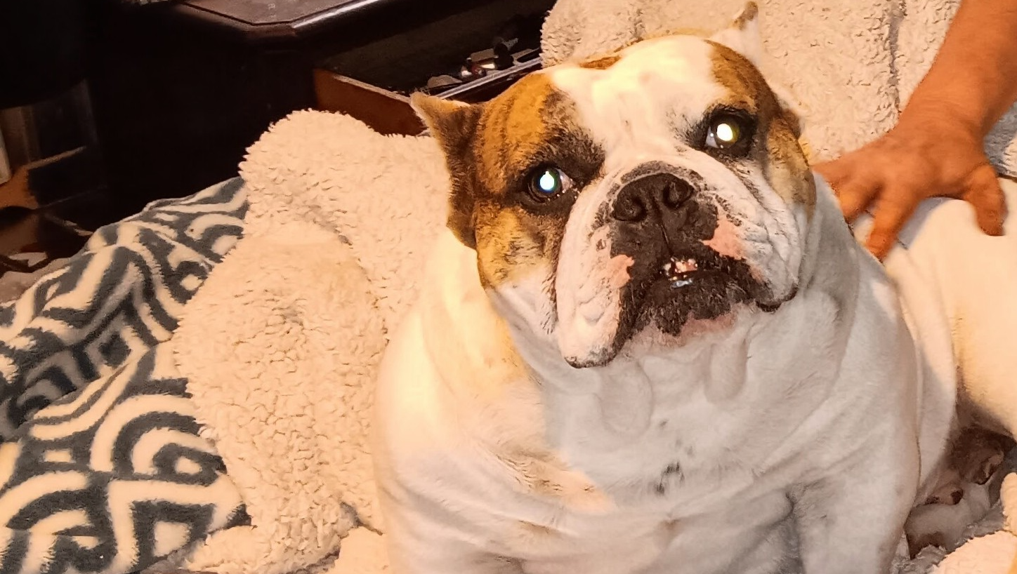 Fundraiser by sherri king : Save Ruby: Our Family Needs Your Support