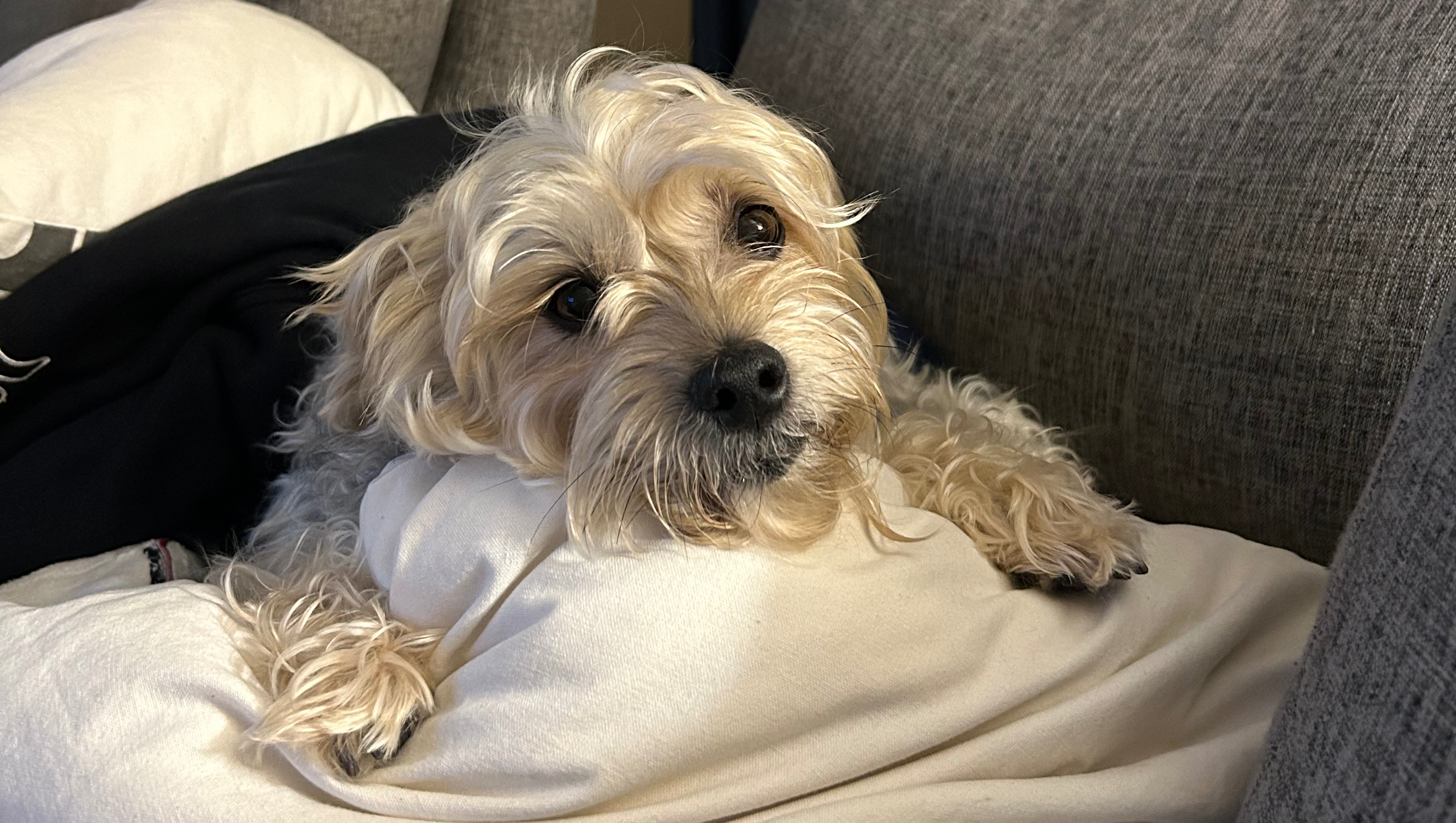 Fundraiser by Meagan Mootoo : Support my dog Kalvin with his heart ...