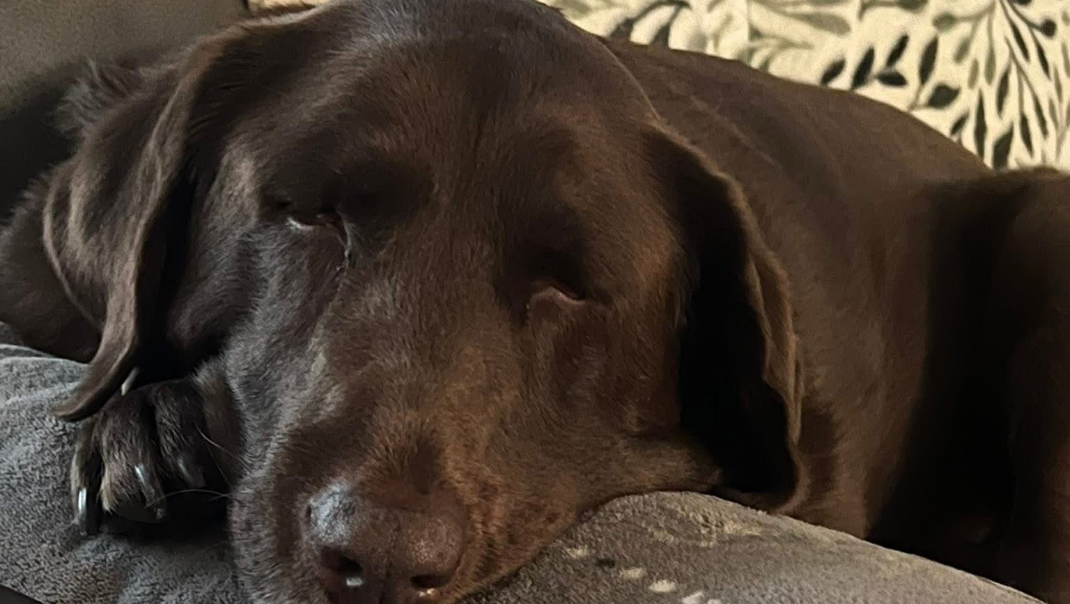 Fundraiser by Krysten Pipitt : Help Jinger Get Life-Saving Surgery