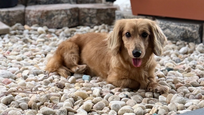 Fundraiser by Michelle Dichiara : Gretchen Wiener Needs New Chompers