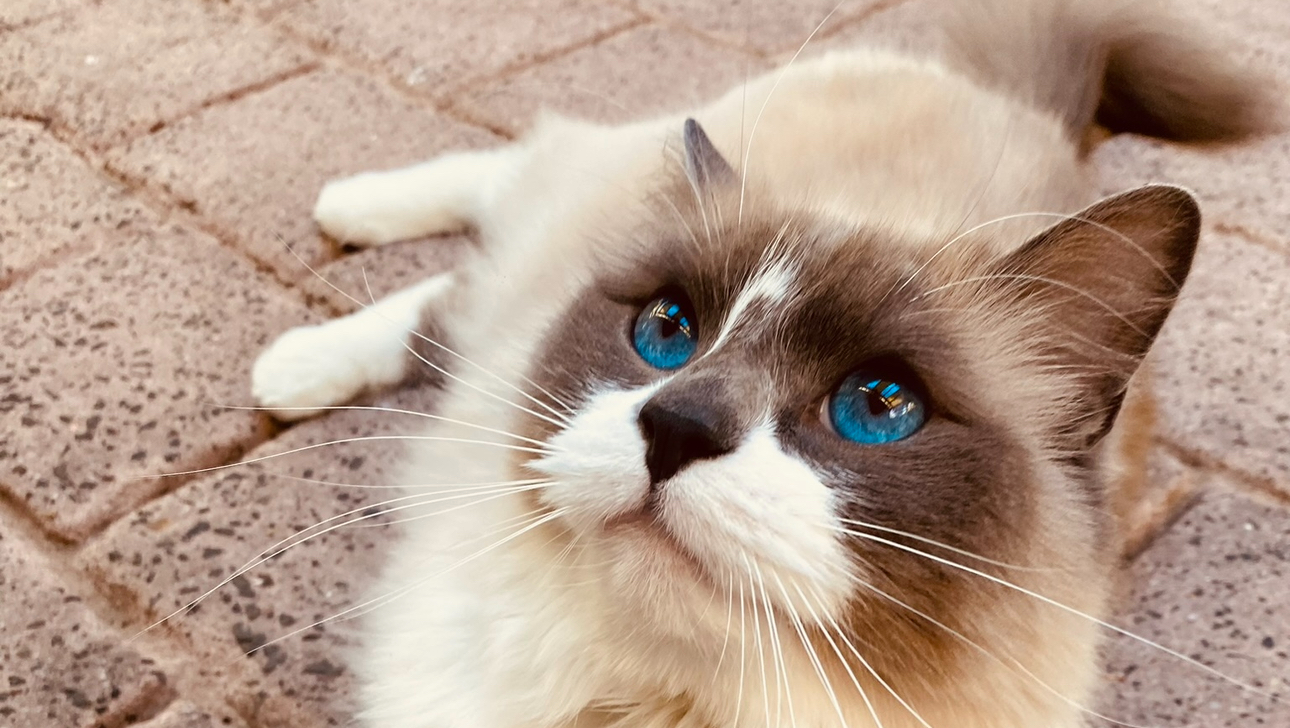 Fundraiser by dina faragalla : Raising $7,000 for my cat Snuggle’s ...
