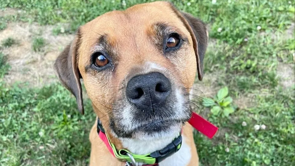 Fundraiser for Megan Rucker by Nicole Hentsch : Support T-Bone's $3,500 ...