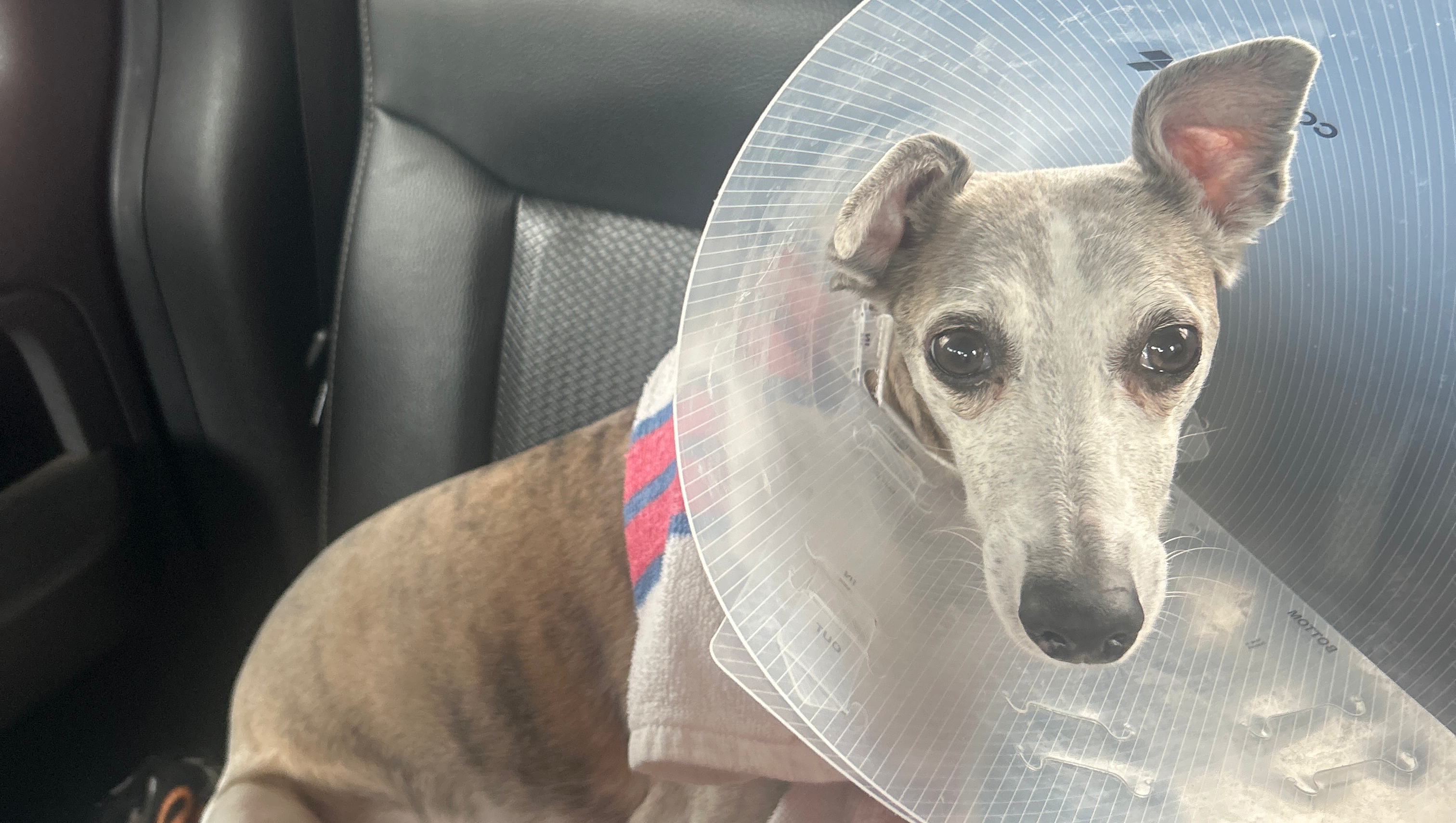 Fundraiser by Scarlett Polmear : Help Olive Recover After Bear Attack