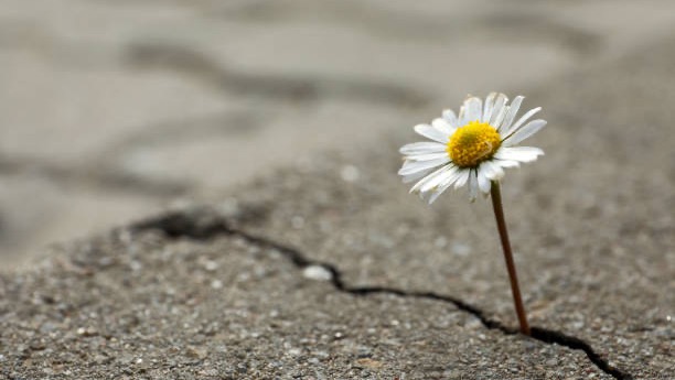 Fundraiser by Sumaya Nur : Help a Courageous Young Mother Rebuild Her Life