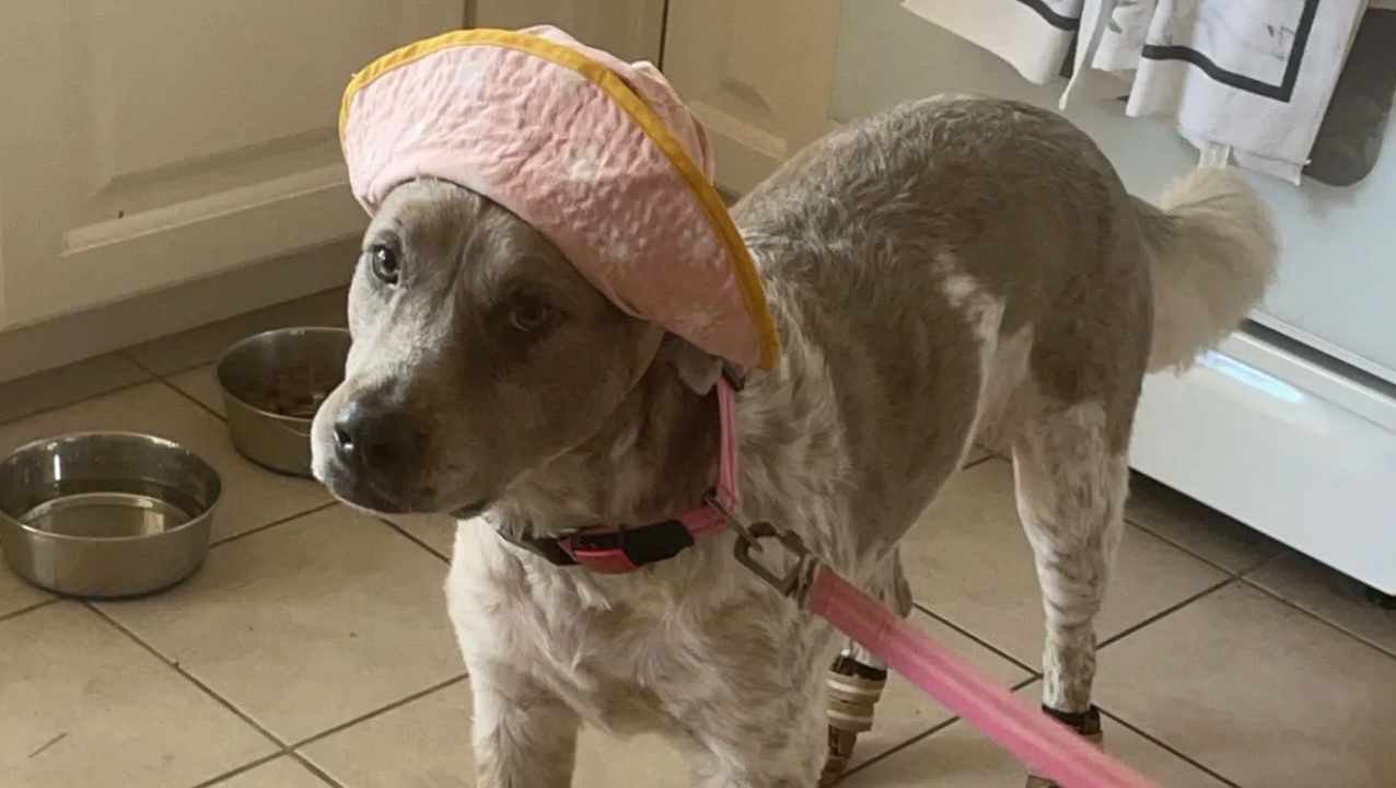 Fundraiser by Andrew McGinley : Support Ella’s Journey for ACL Surgery