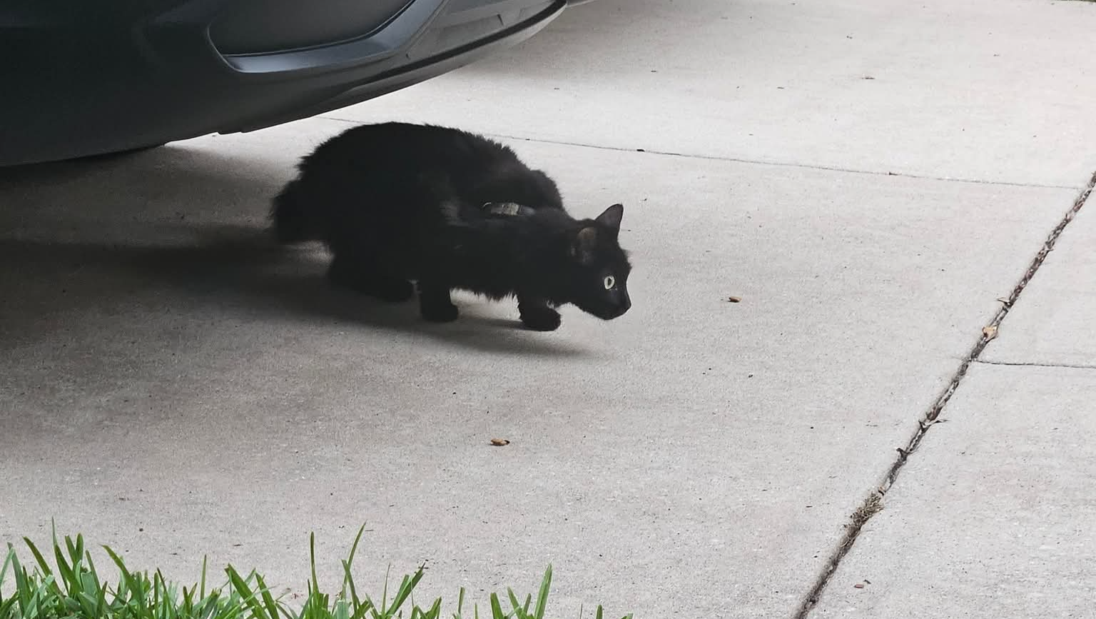 Fundraiser by J F : Support Kitty's Recovery Journey