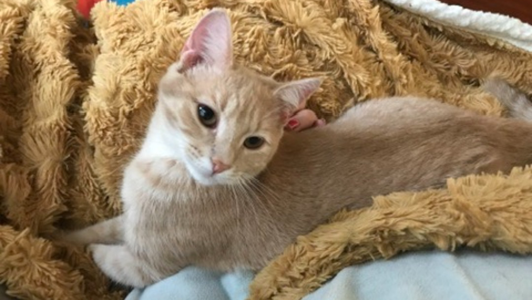 Fundraiser by Michael Hanson : Urgent Jaw Surgery Needed For Beloved ...