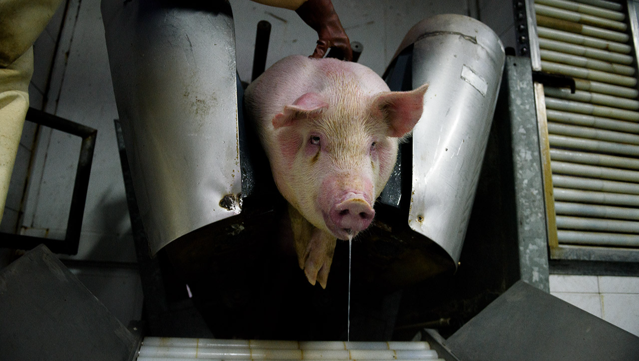Fundraiser by Brian Gobin : WOULD YOU WANT 12,000 PIGS A YEAR KILLED ...