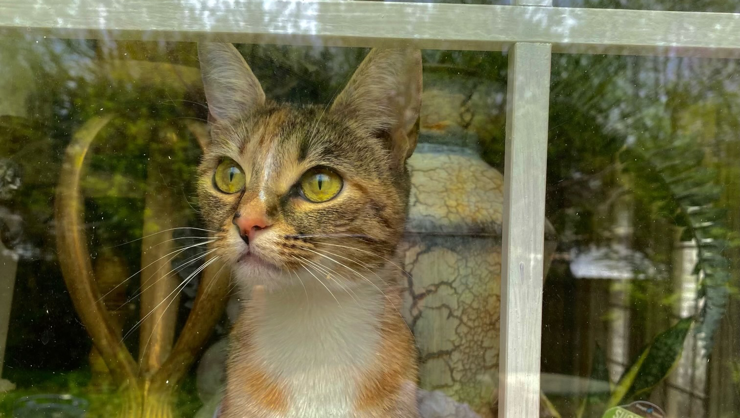 Fundraiser by Ivy Hunt : Support Ada's Sudden Surgery