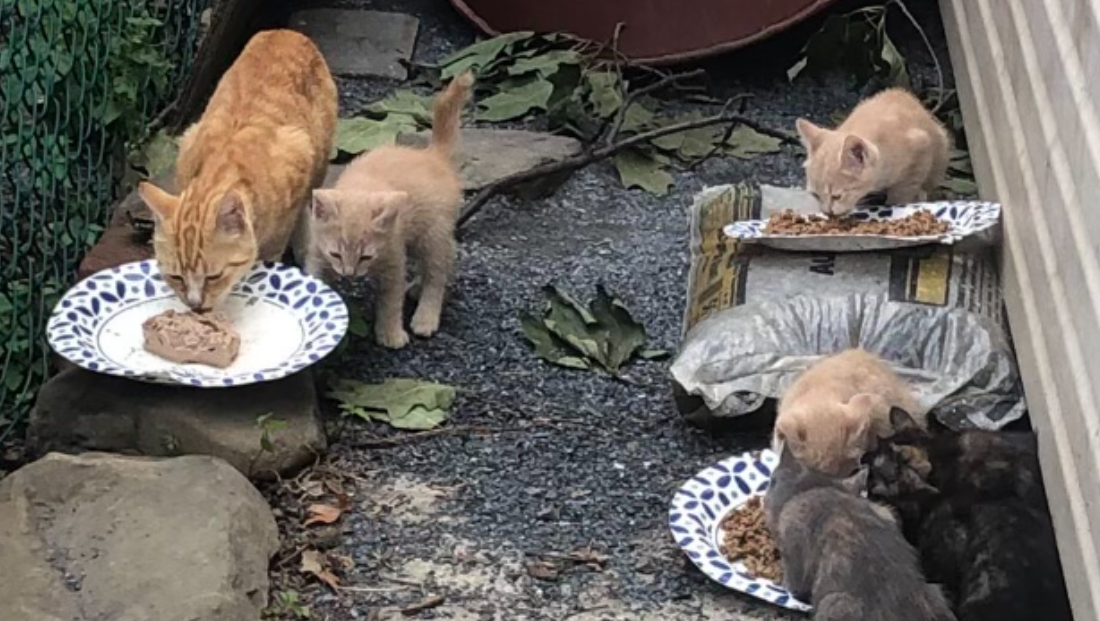 Fundraiser by Forgotten Felines of Maine : Please help Sue Feed Her ...