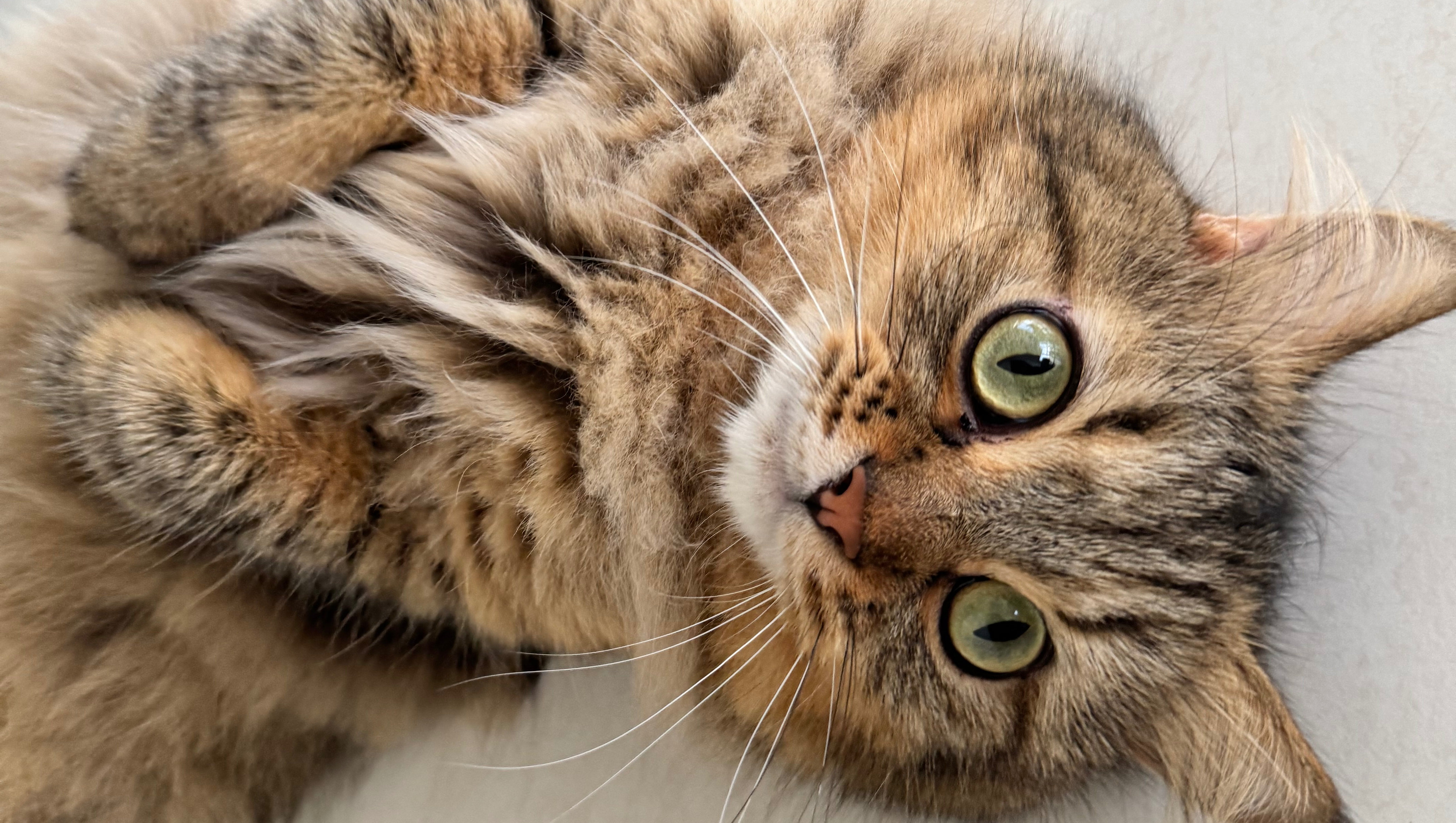 Fundraiser by Eff Z : Help Us Bring Our Kitty Boy Home