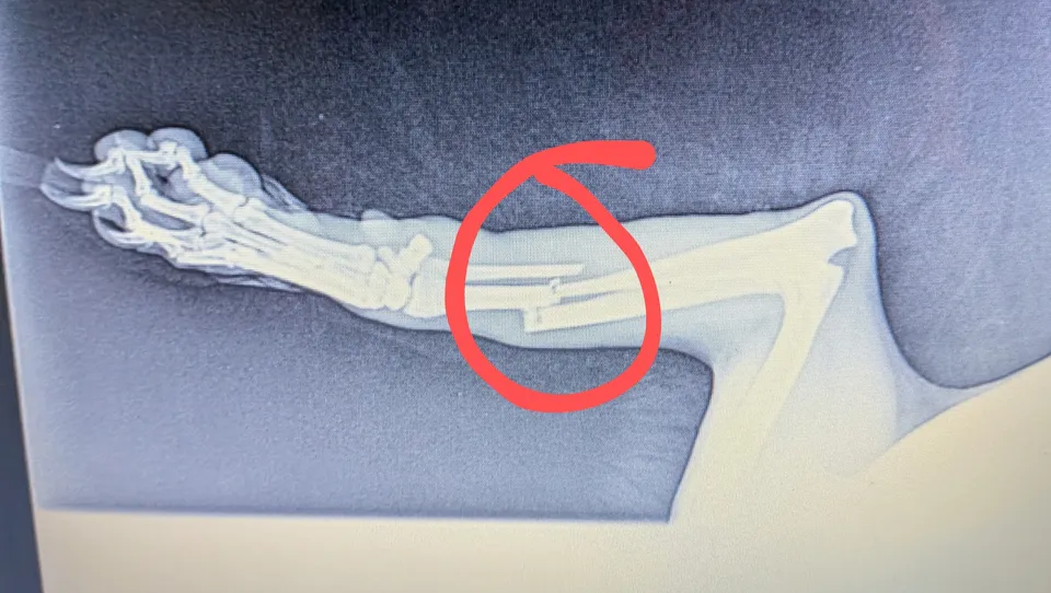 Fundraiser by Will Lusk : Support Lady's Urgent Leg Surgery