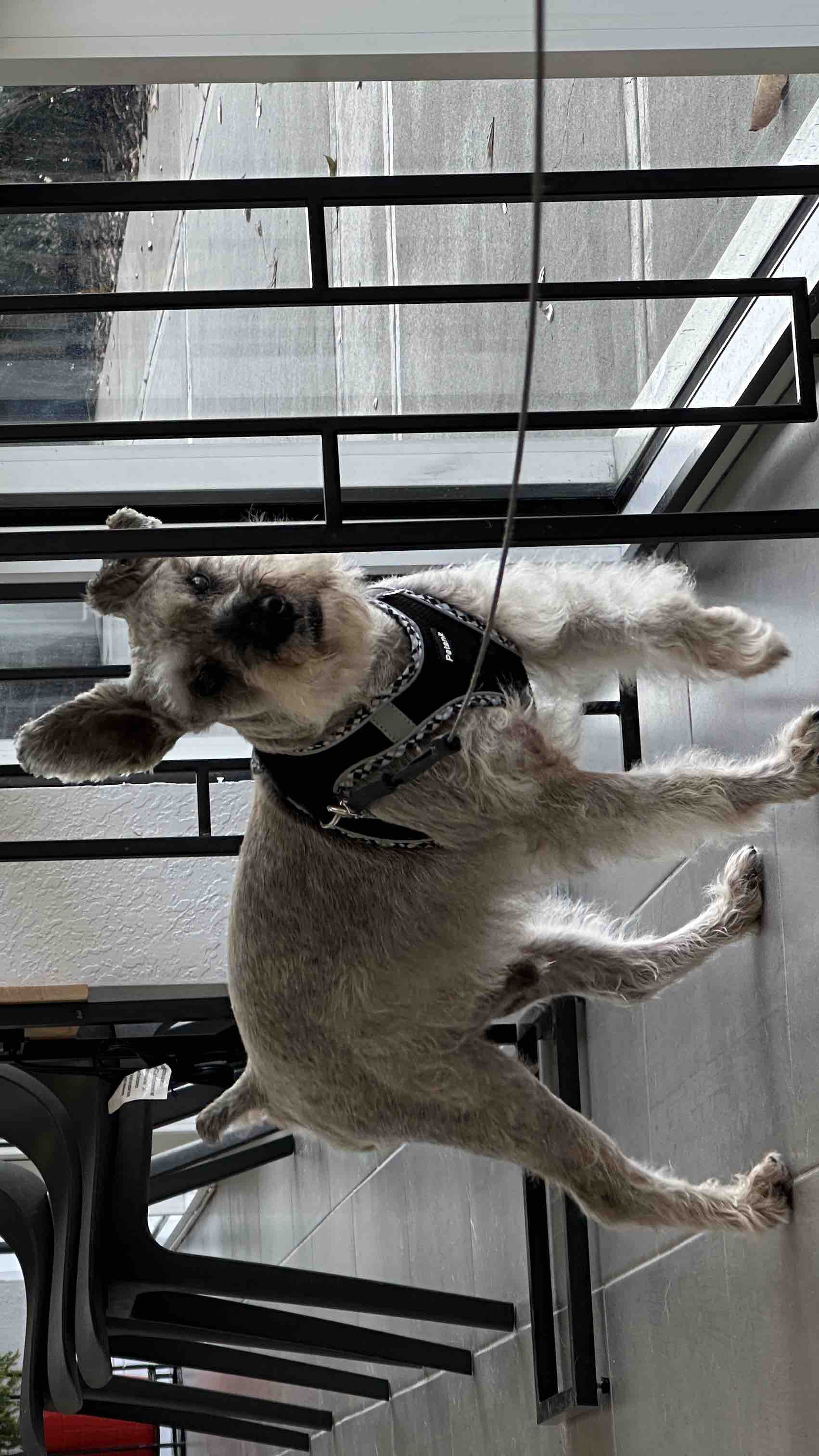 Fundraiser by Santiago Pinto : Save Yoshi from Painful Hernia