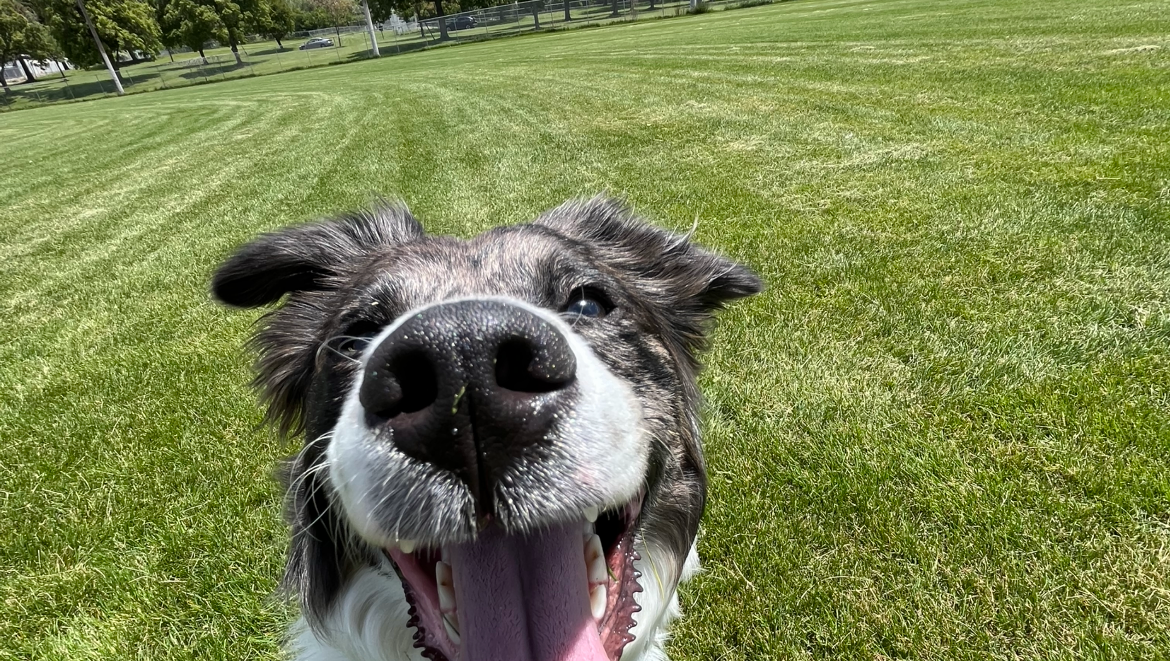 Fundraiser by Claire Knaeble : Gilly’s Emergency Surgery Fund