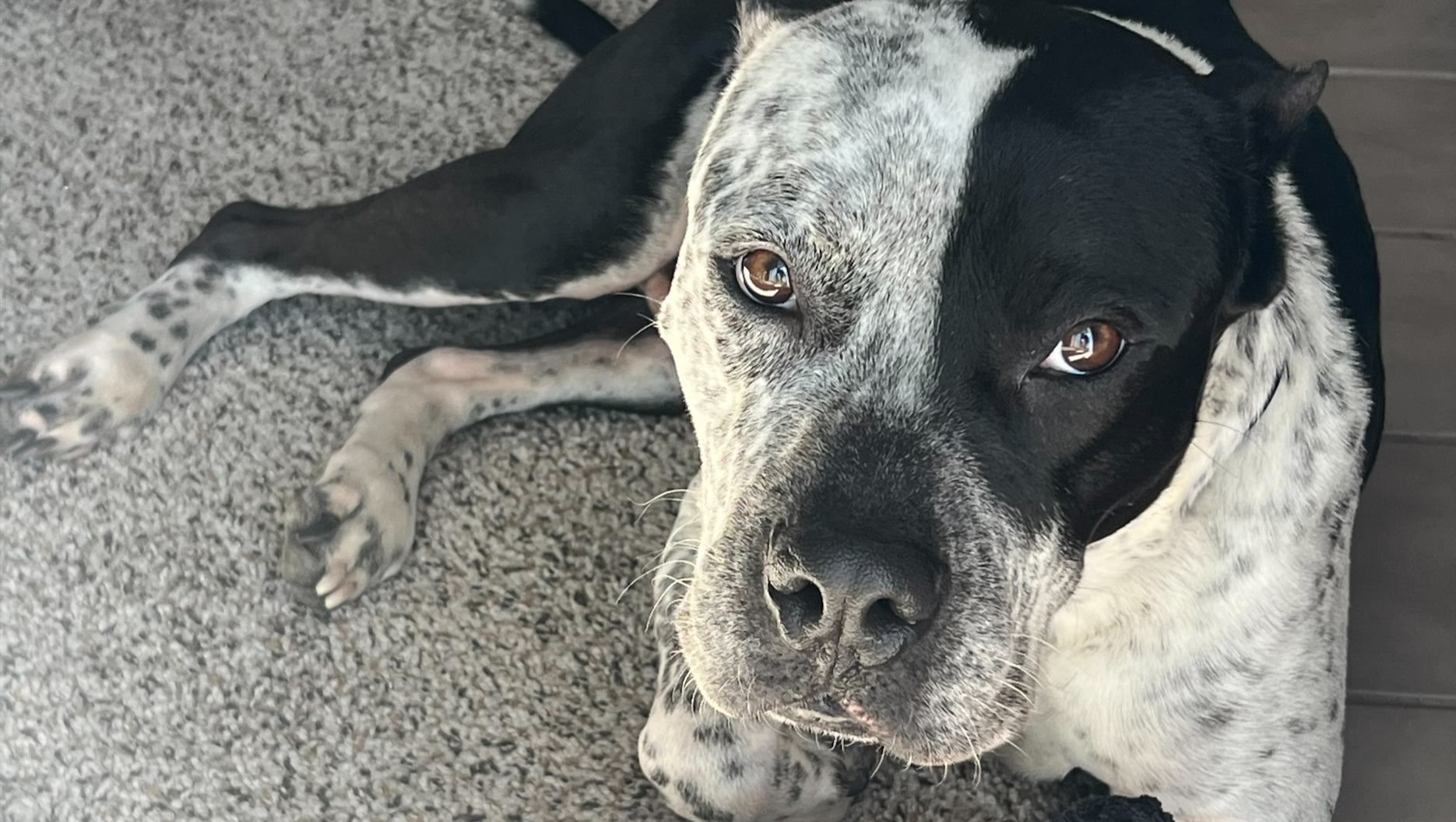 Fundraiser by Miles Tegen : Help Mufasa Fight Heart Worm!