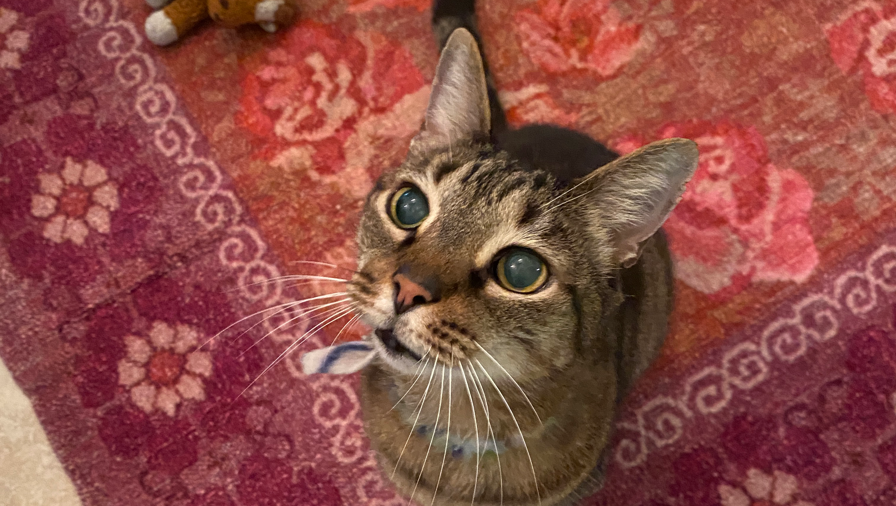 Fundraiser by Jessica Romer : Help “Patch” Strawberry with Emergency ...