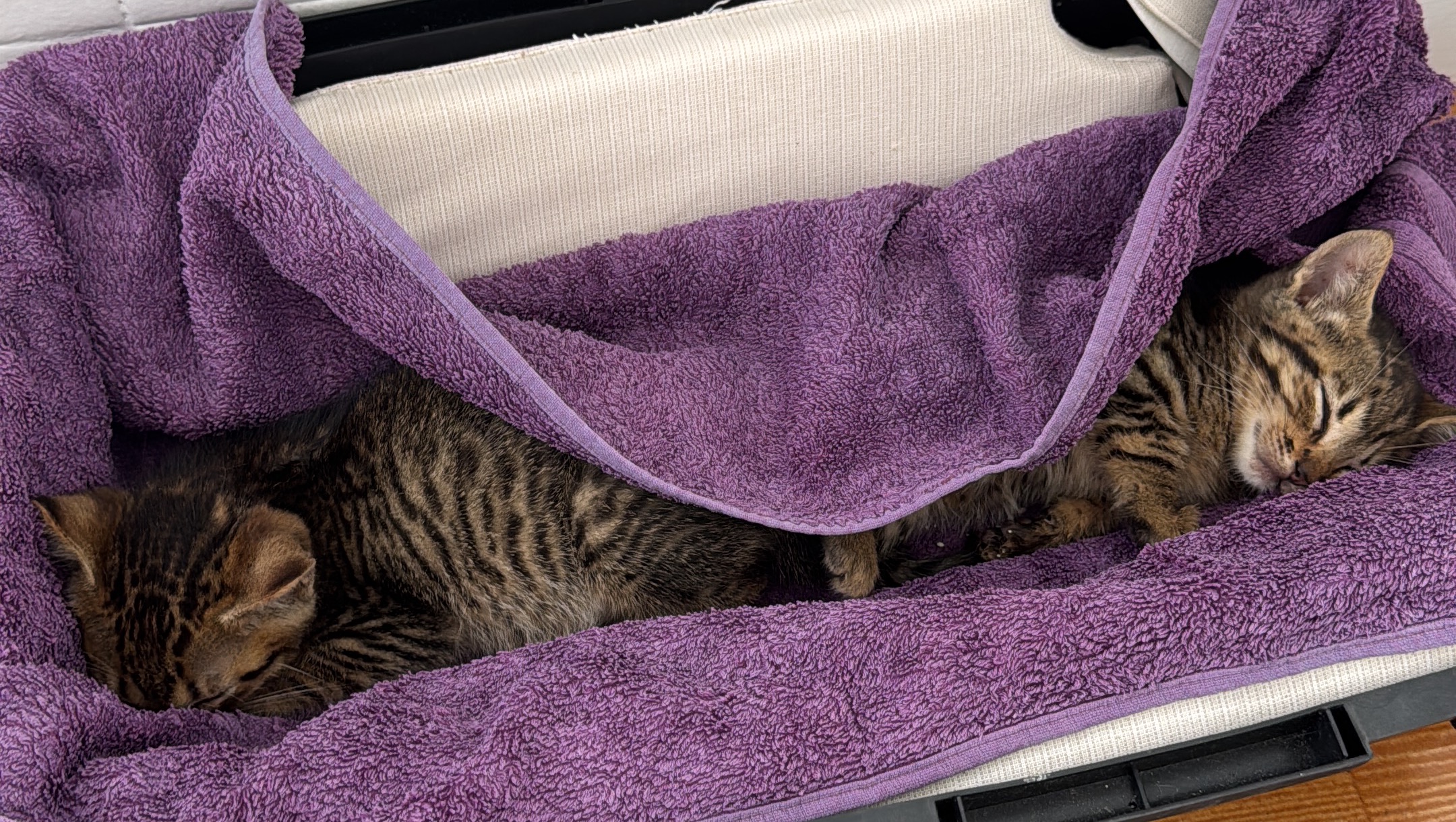 Fundraiser by Anya L : For Chibi’s strong paws