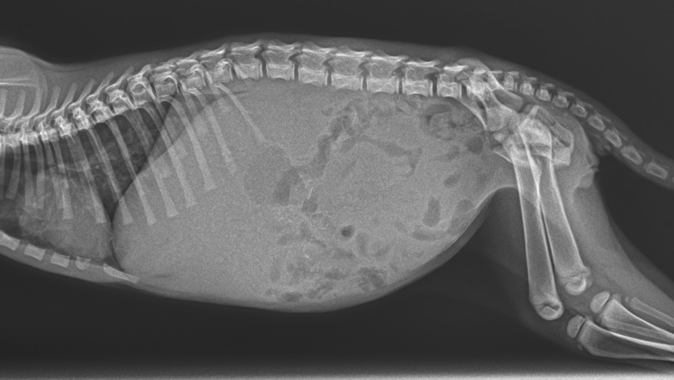 Fundraiser by Anya L : For Chibi’s strong paws