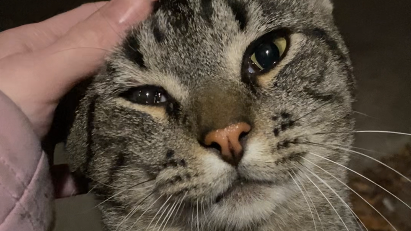 Fundraiser by Kiersten Dellinger : Please help me save these suffering ...