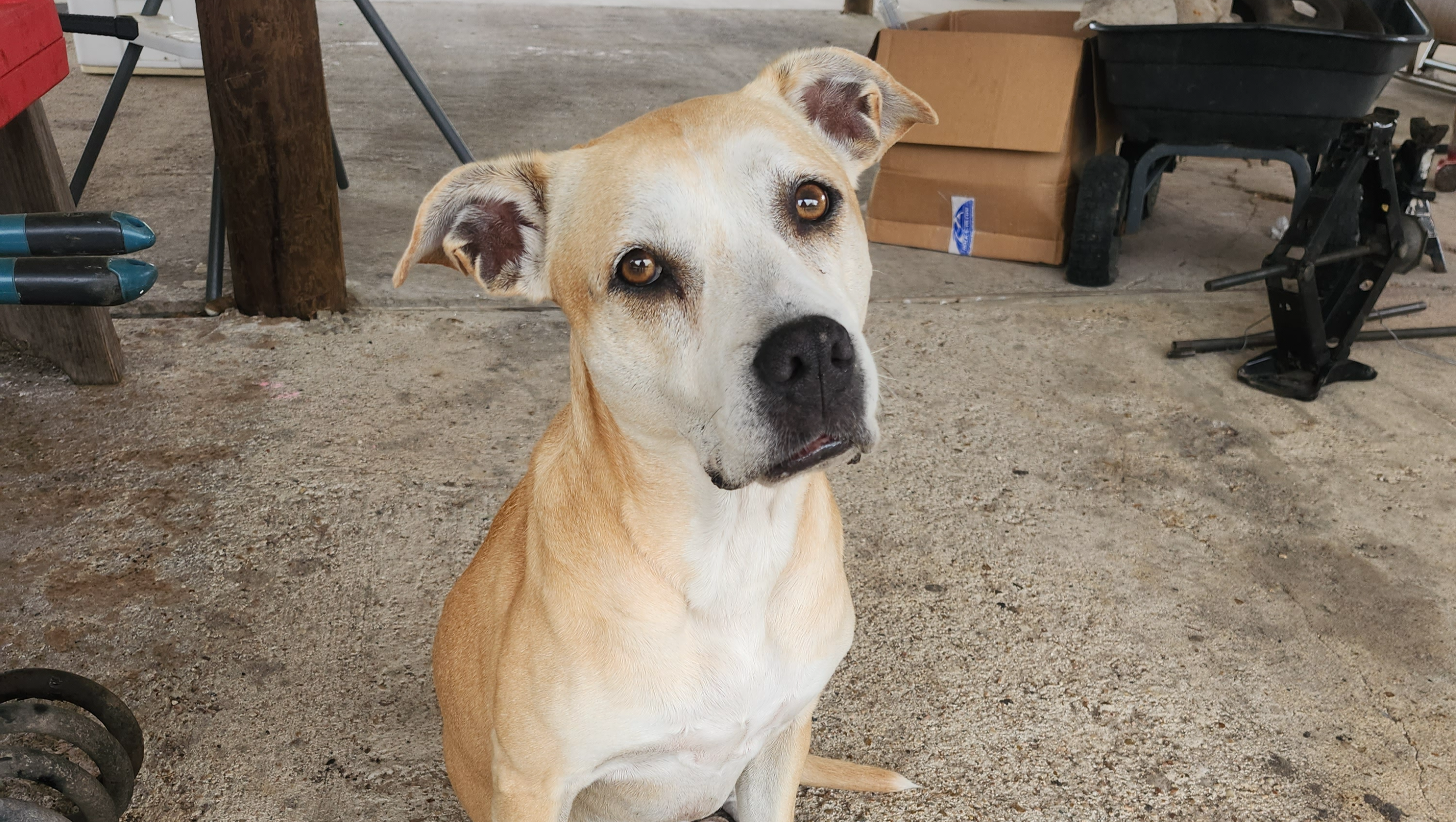 Fundraiser by Robert Frankovic : Help Betty Get the Vet Care She Needs