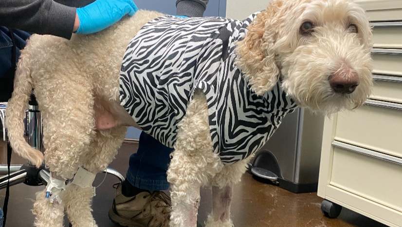 Fundraiser for Cheryl Haluska by Deborah Schenk : Please Help Greg ...