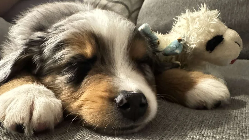 Fundraiser for Kevin Palmquist by Kirastin Lovato : Honor Volpe's ...