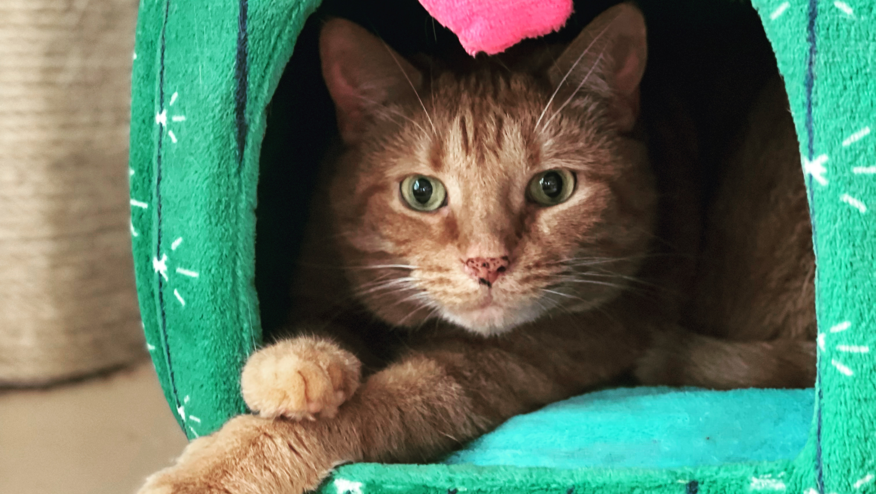 Fundraiser by Sarah McGarity : Help with Emergency Vet Bills for Banana the Blind Cat