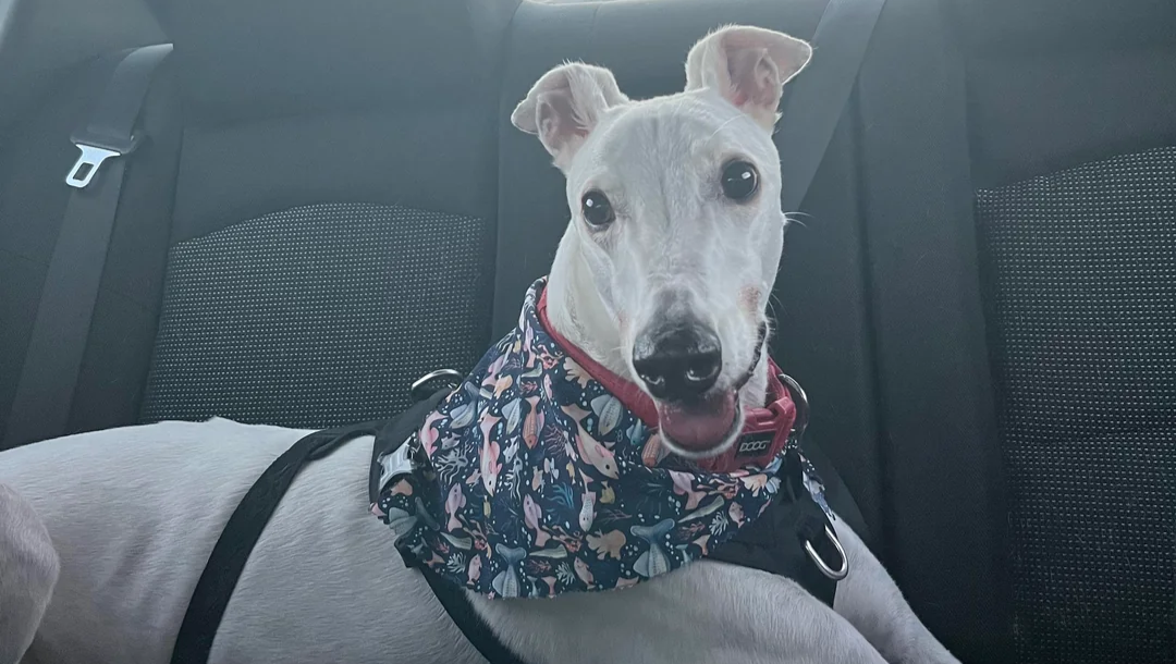 Fundraiser by Lily Hill : Help Casper Fight Osteosarcoma