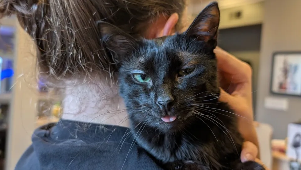 Fundraiser by Belle Tudor : Help treat Zero’s stomatitis and liver disease