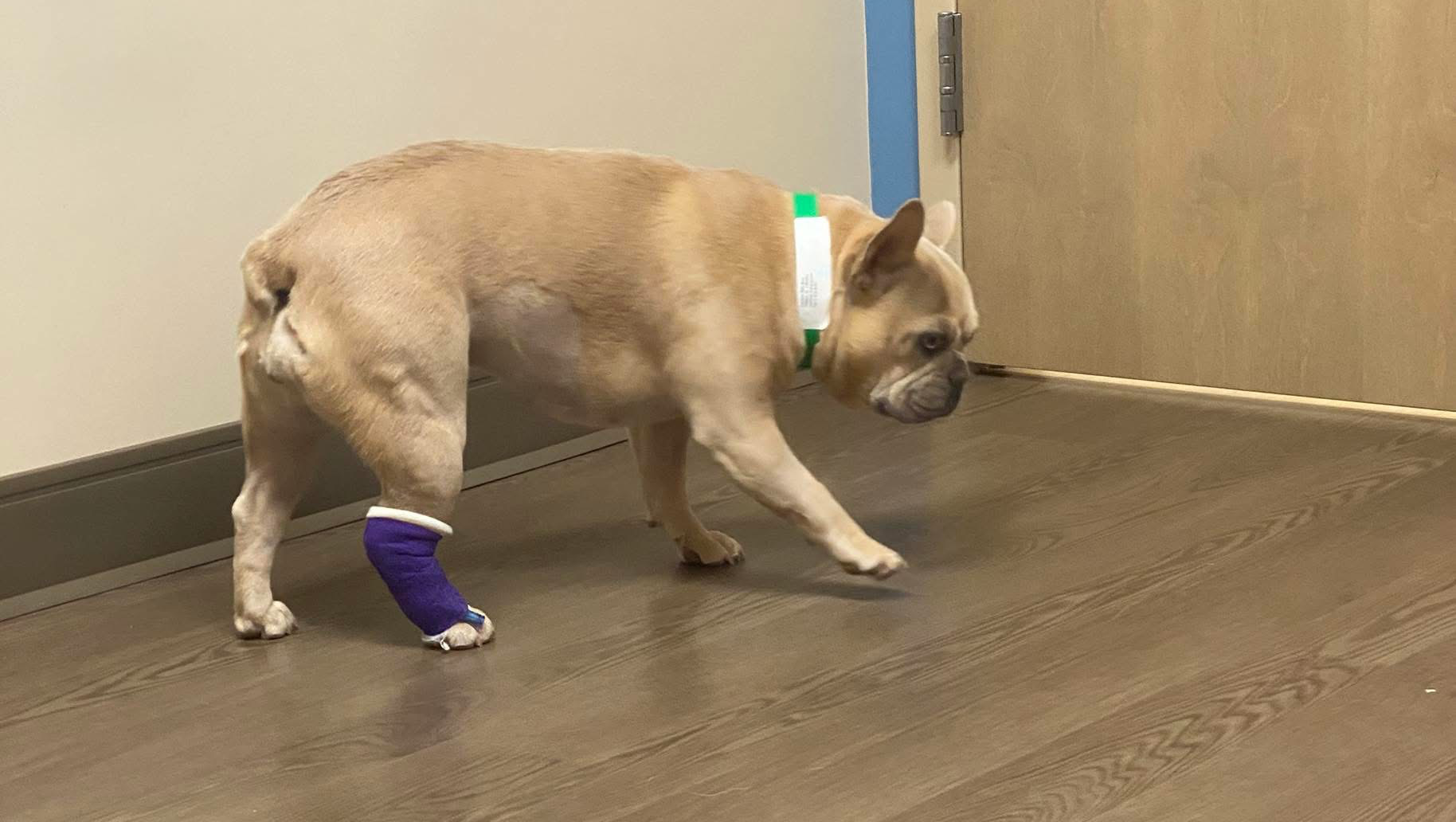 Fundraiser by Jan Neal : Help Tilly Fight for Her Life