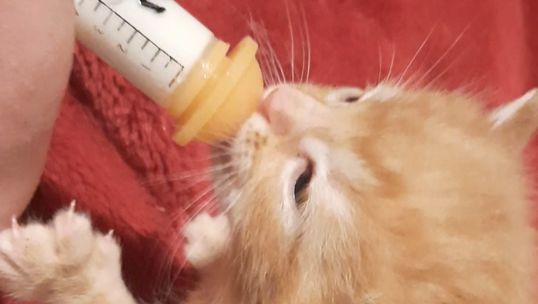 Fundraiser by Carrie Genito : Help Kimmy's Kitty Corner Get a New Car